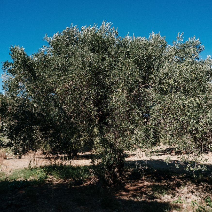 Adopt a Tree - Gold Grelia